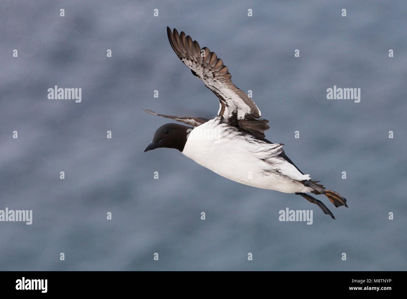Common murre uria aalge hi-res stock photography and images - Alamy