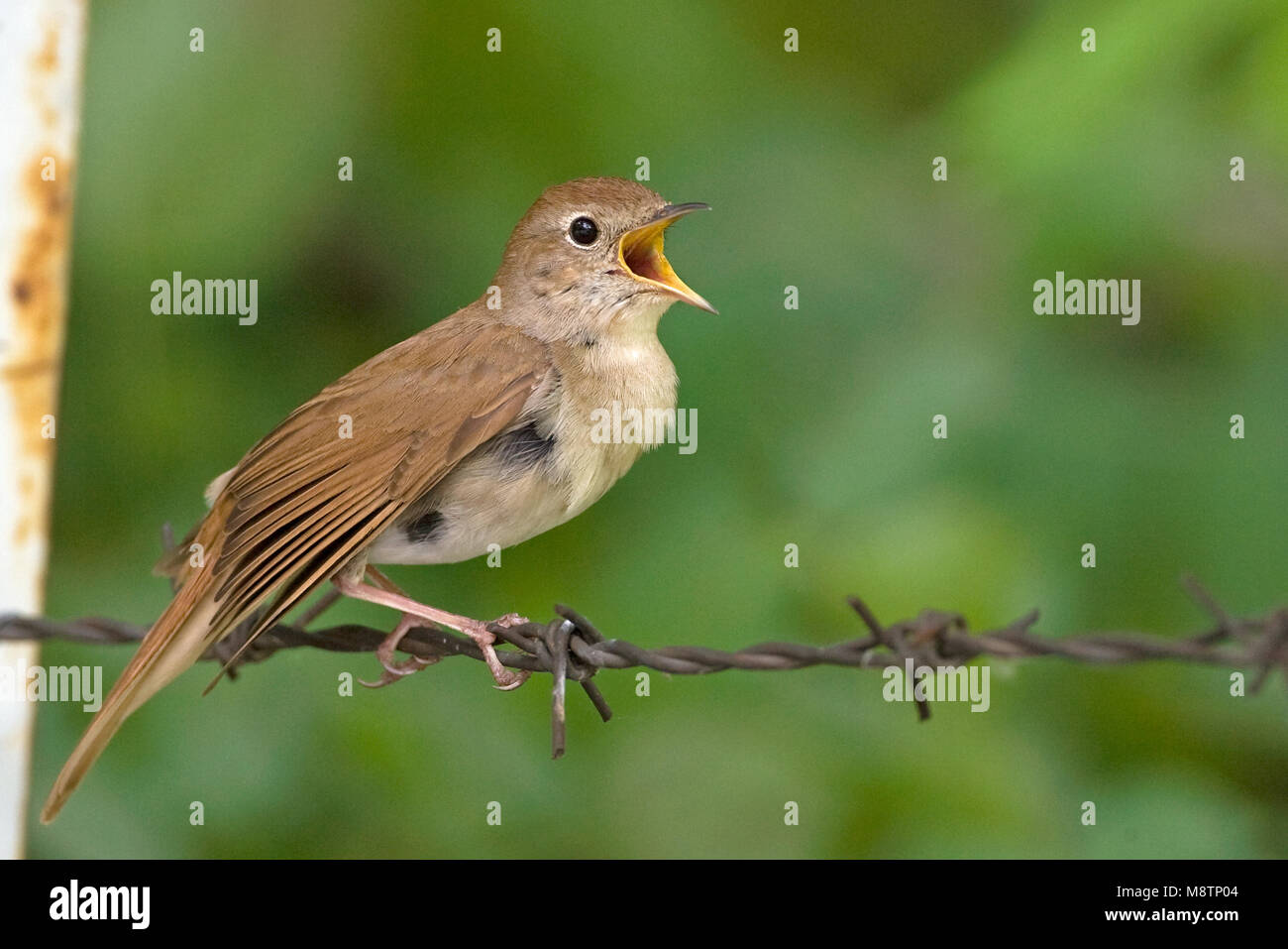 Zingende Nachtegaal; Singing Common NIghtingale Stock Photo - Alamy