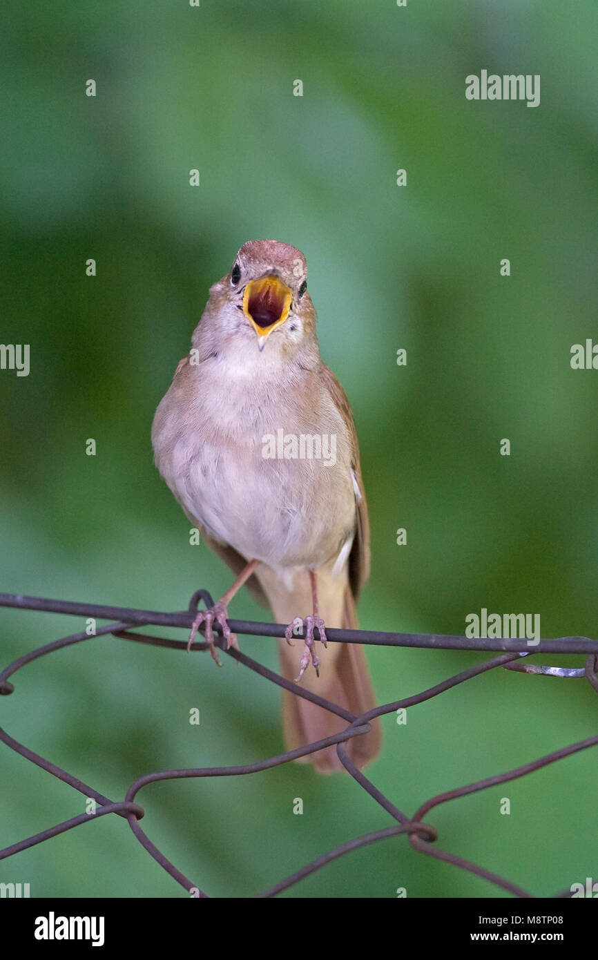 Zingende Nachtegaal; Singing Common NIghtingale Stock Photo - Alamy