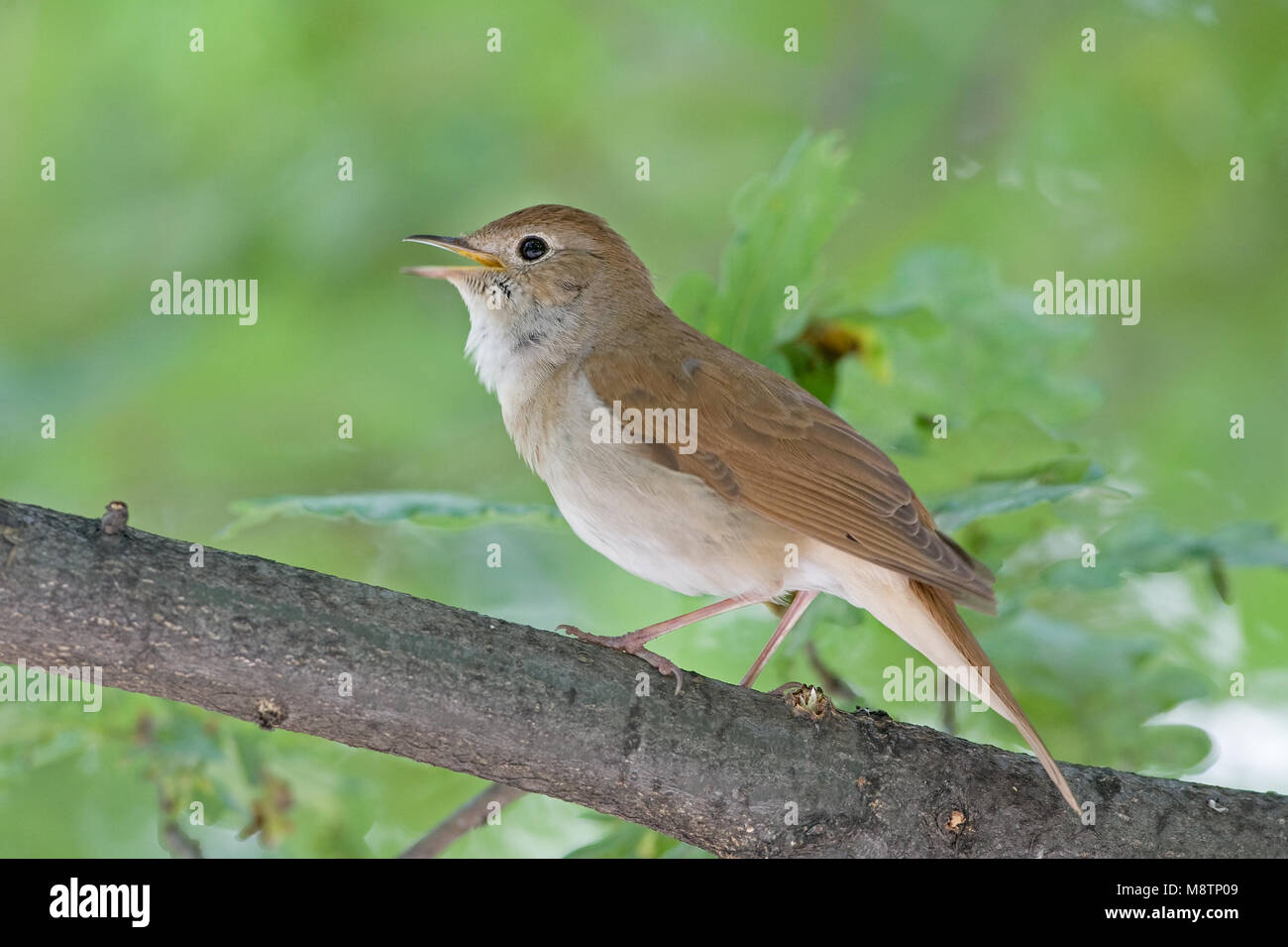 Songbird singing common hi-res stock photography and images - Alamy