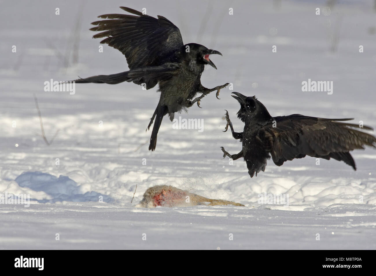 Common Raven fighting; Raaf vechtend Stock Photo - Alamy