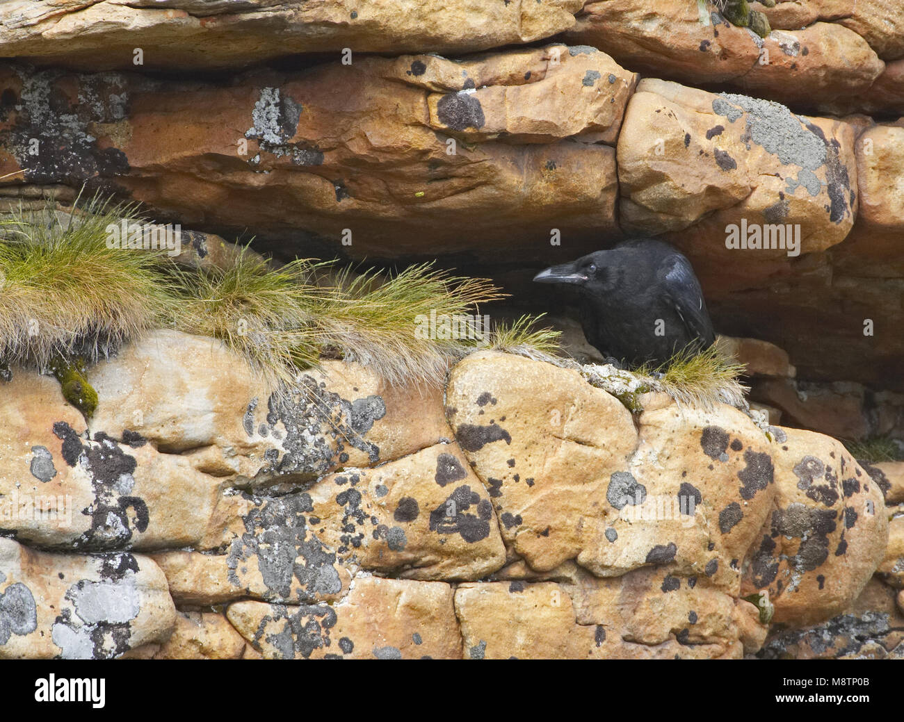 Raven perched hi-res stock photography and images - Alamy