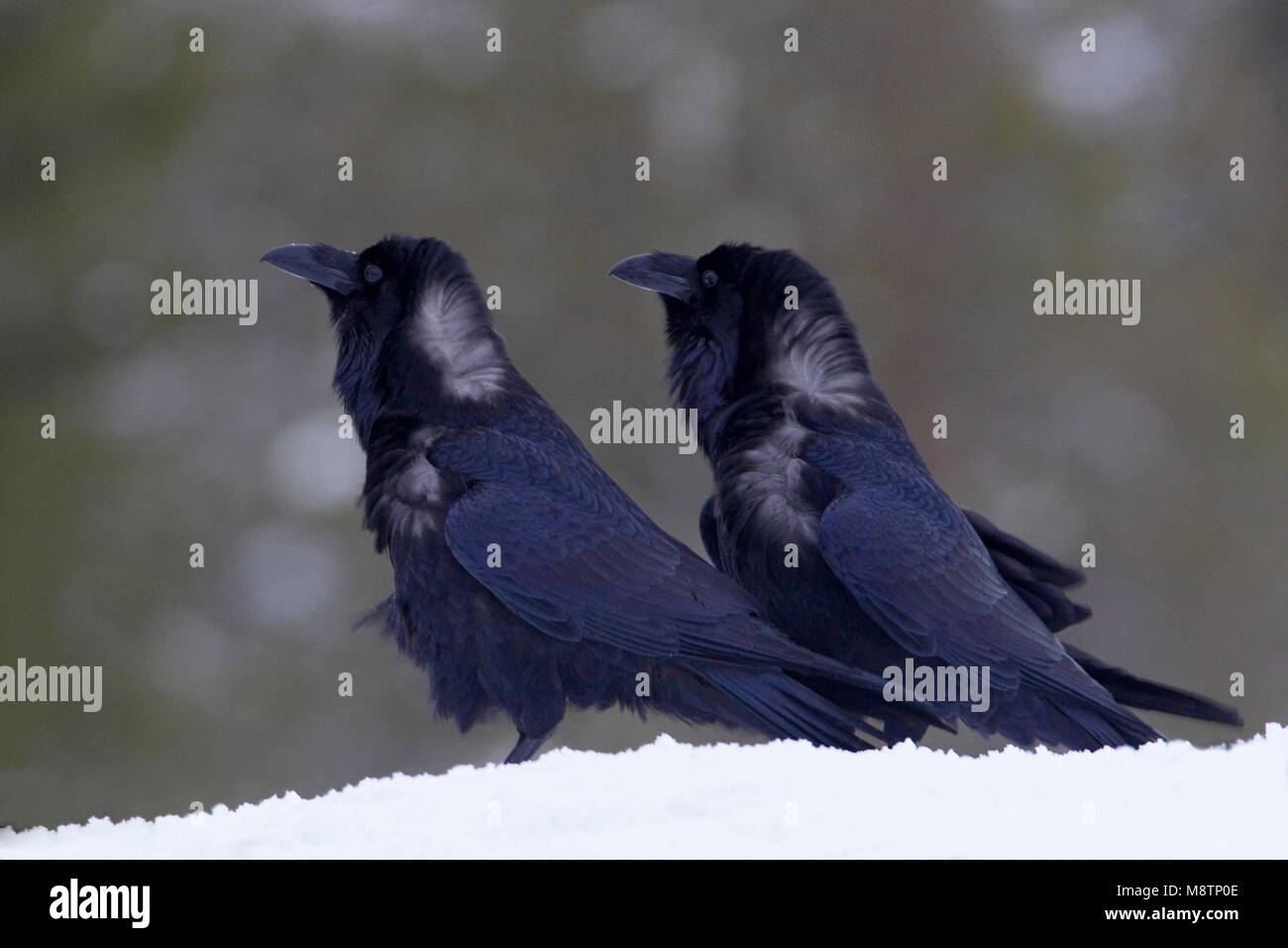 Raven snow hi-res stock photography and images - Alamy