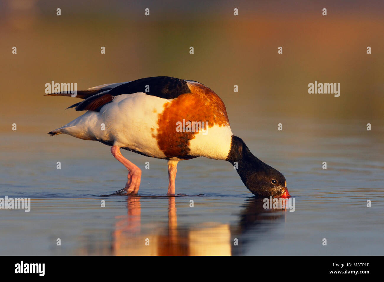 Bergeend vrouwtje foeragerend; Common Shelduck female foraging Stock ...