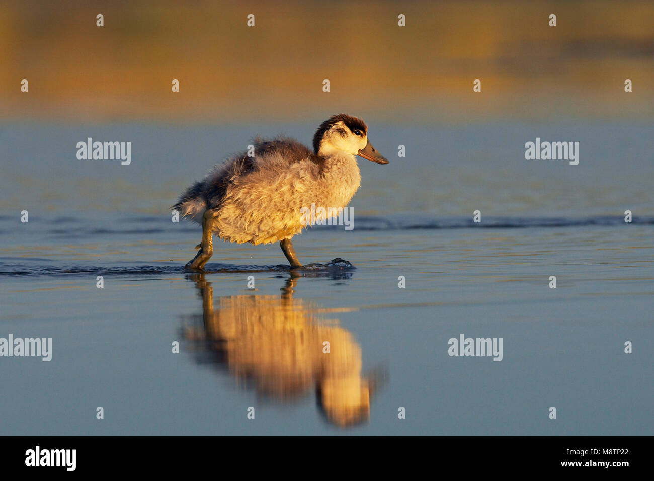 Bergeend jong in water; Common Shelduck young in water Stock Photo - Alamy