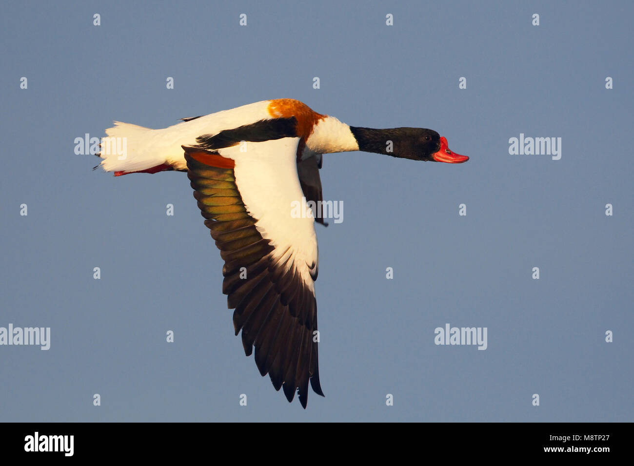 Bergeend mannetje vliegend; Common Shelduck male flying Stock Photo - Alamy