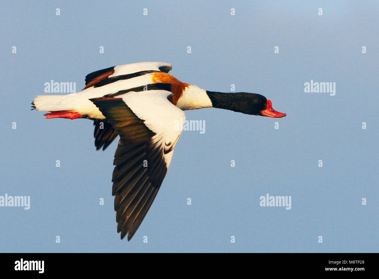 Bergeend vliegend; Common Shelduck flying Stock Photo - Alamy