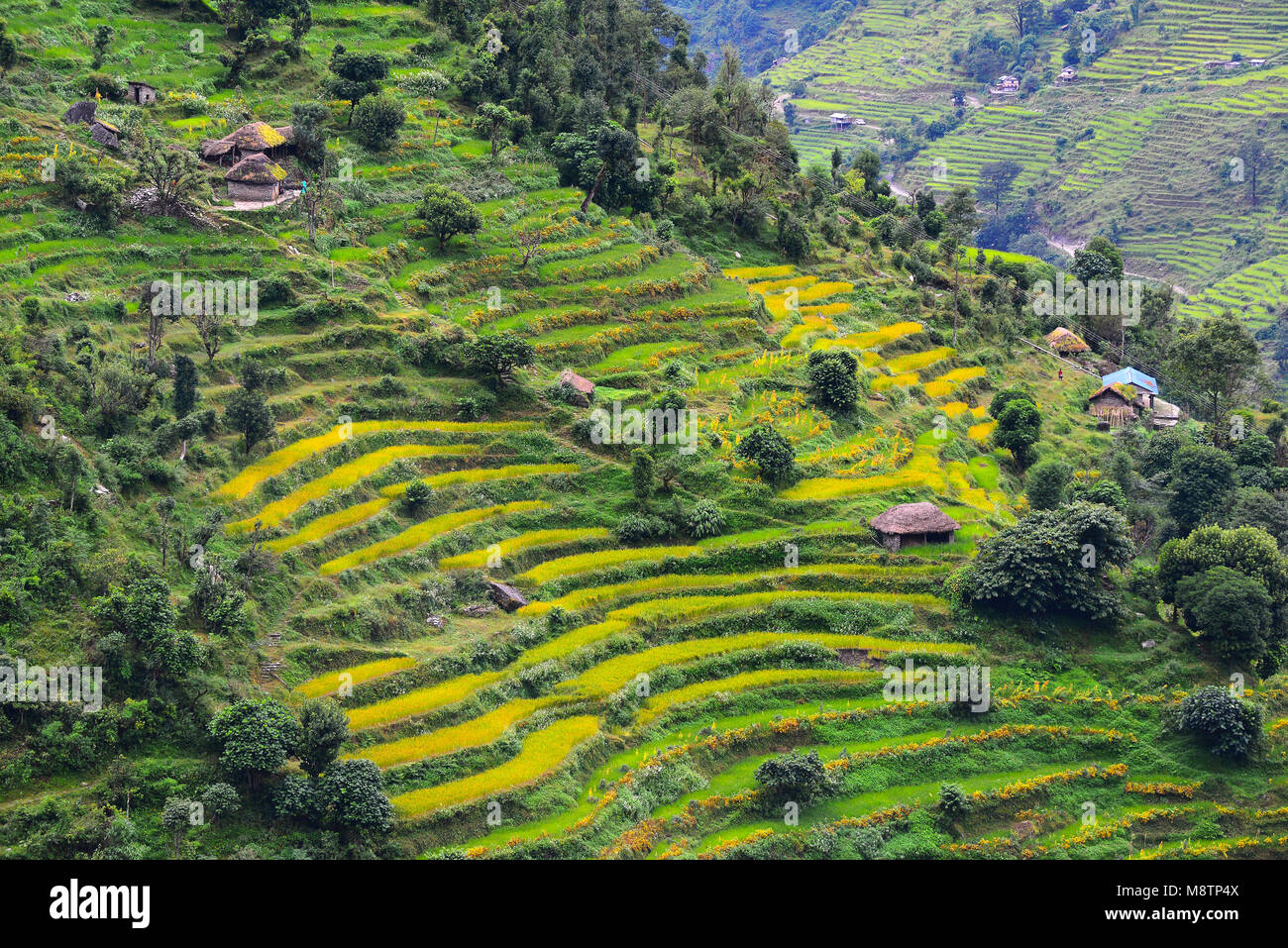 Terraced rice fields, paddy in Nepal. Organic farming Stock Photo - Alamy