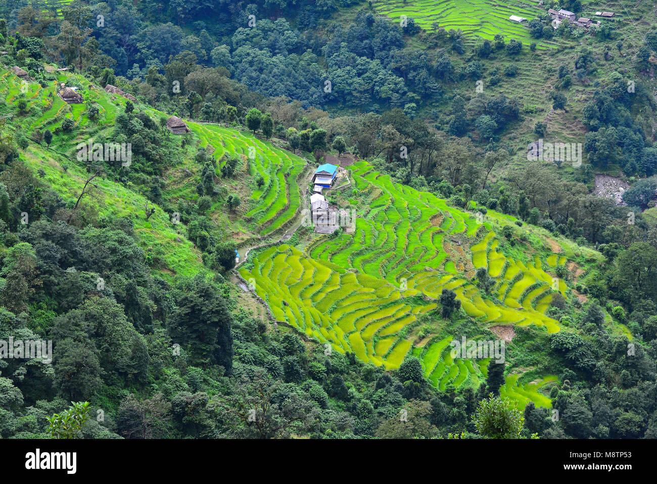 Terraced paddy rice fields in Nepal. Organic farming Stock Photo - Alamy