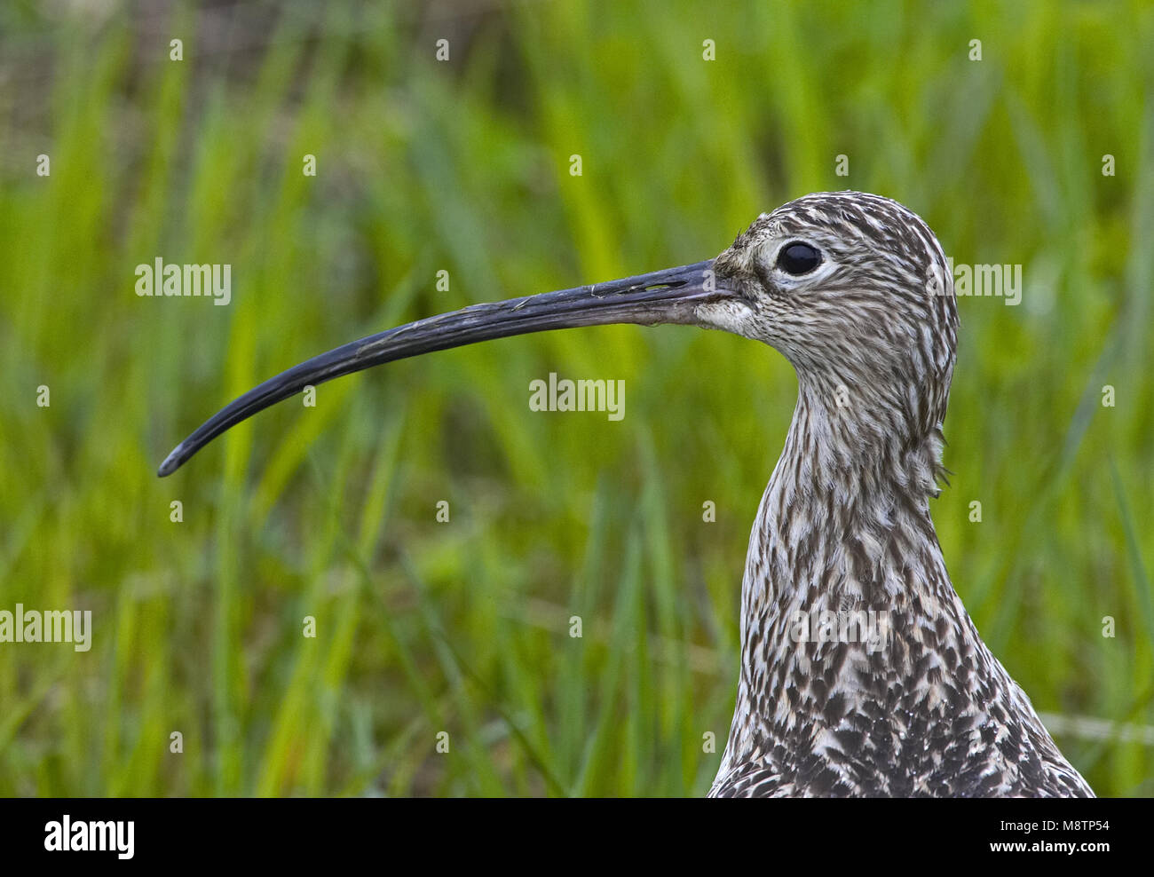 Eurasian Curlew close-up; Wulp portret Stock Photo - Alamy