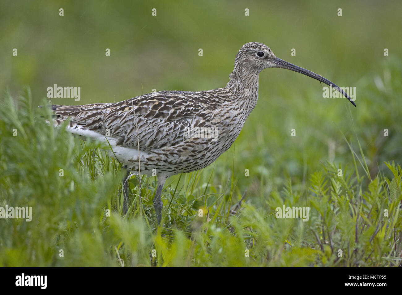 Eurasian Curlew standing; Wulp staand Stock Photo - Alamy