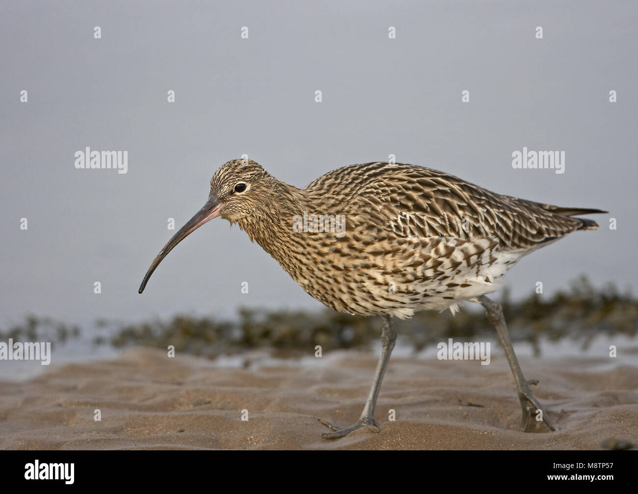 Eurasian Curlew walking on beach; Wulp lopend op het strand Stock Photo ...