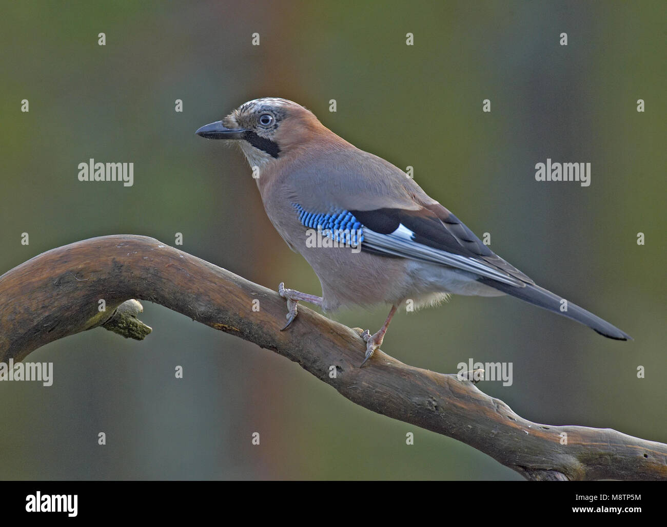 Vlaamse gaai hi-res stock photography and images - Alamy