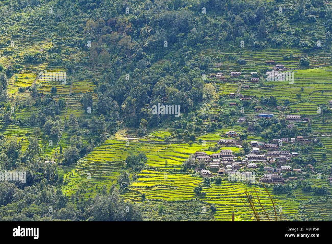 Terraced rice fields, paddy in Nepal. Organic farming Stock Photo - Alamy