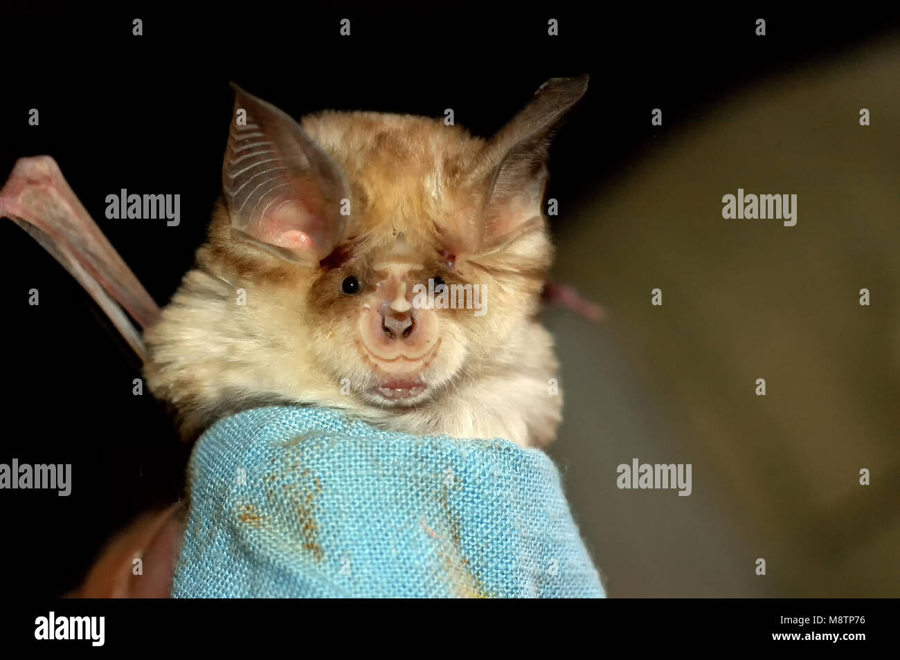 Close up portrait of a rare bat Stock Photo - Alamy