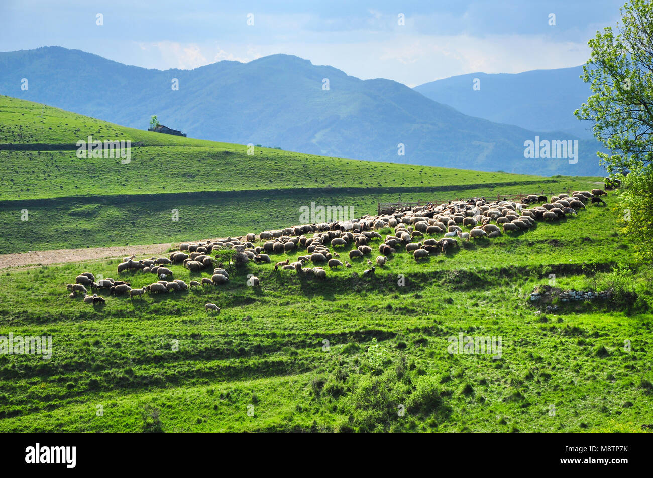 Large flock of sheep resting in a traditional rustic sheepfold ...