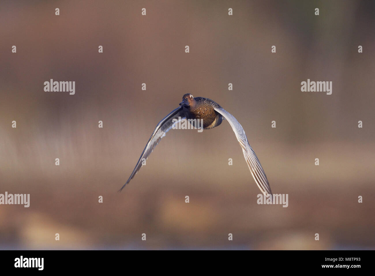 Garganey duck flying hi-res stock photography and images - Alamy