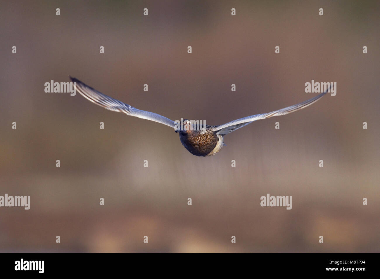 Vliegend mannetje Zomertaling; Flying male Garganey Stock Photo - Alamy