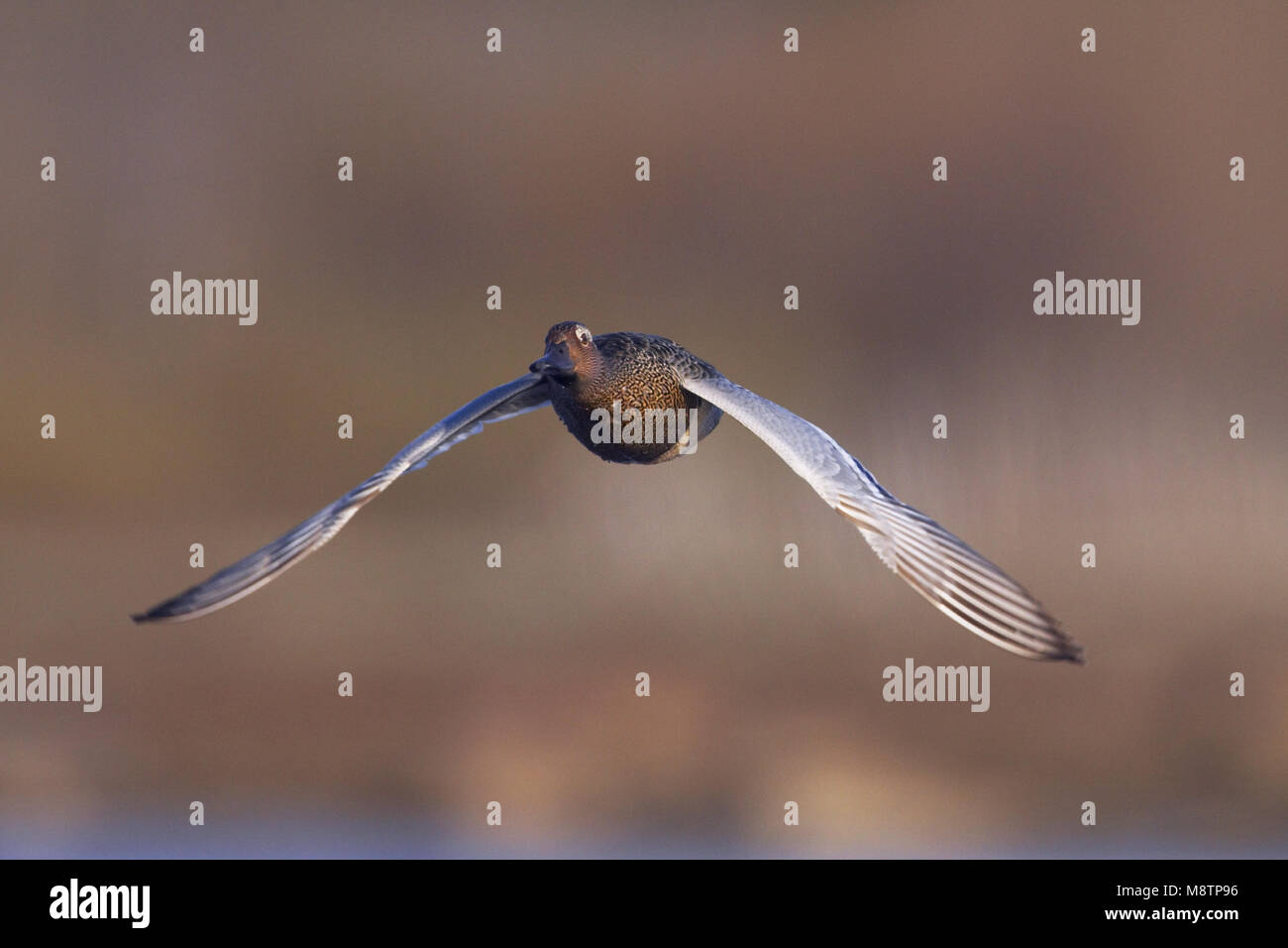 Vliegend mannetje Zomertaling; Flying male Garganey Stock Photo - Alamy