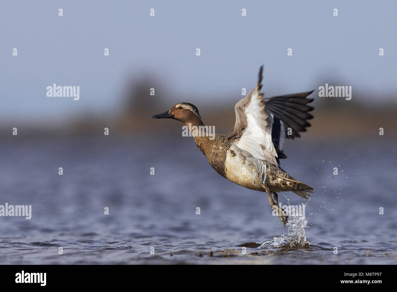 Vliegend mannetje Zomertaling; Flying male Garganey Stock Photo - Alamy