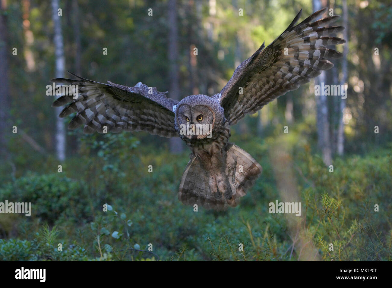 Great Gray Owl Flying