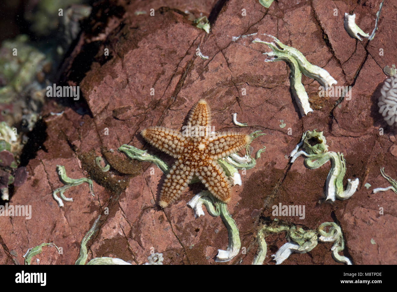 Common Starfish (Asterias rubens Stock Photo - Alamy