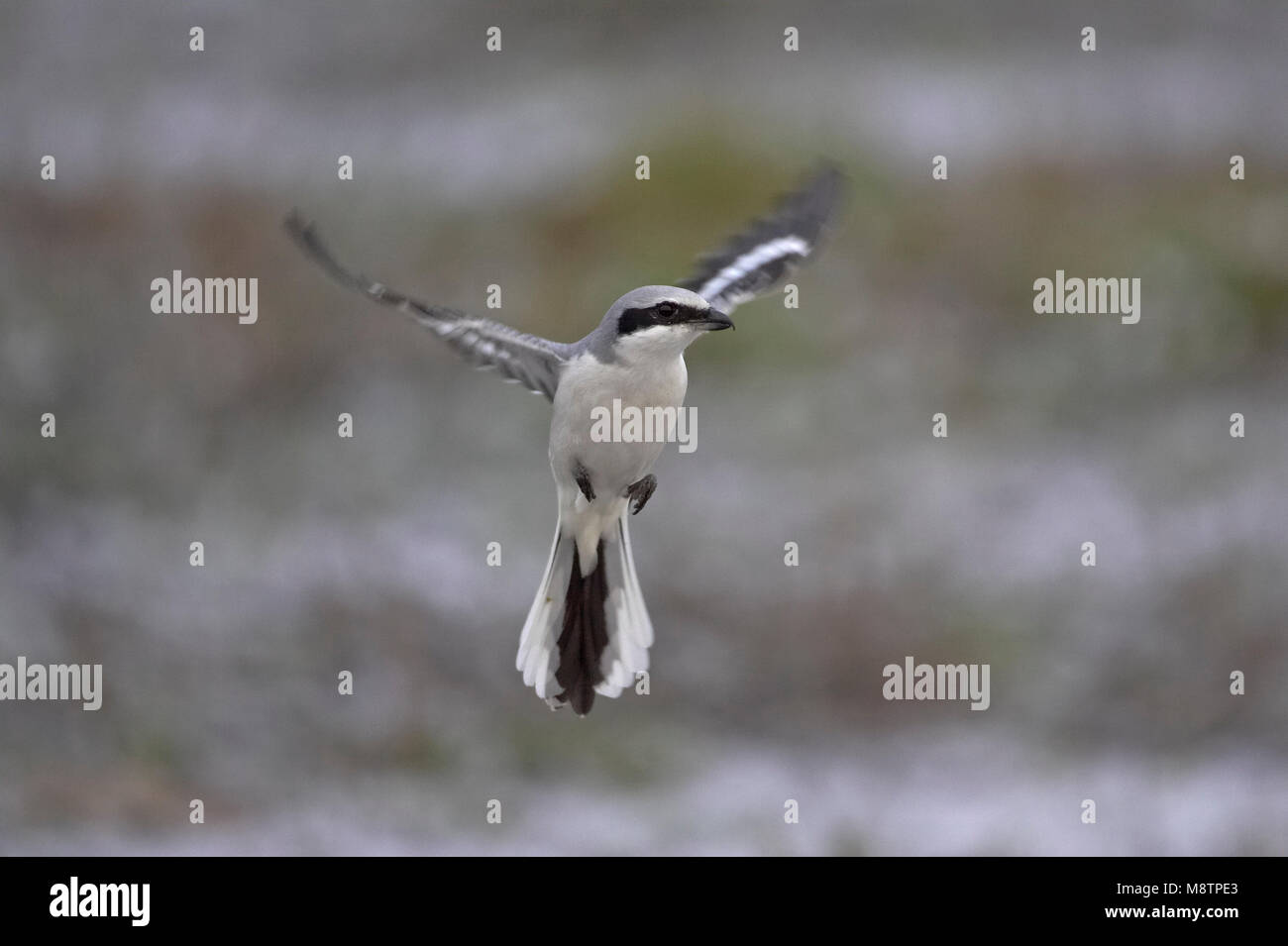 Great Grey Shrike adult hovering; Klapekster volwassen biddend Stock Photo - Alamy