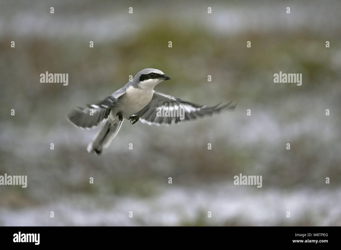 Great Grey Shrike adult hovering; Klapekster volwassen biddend Stock Photo - Alamy