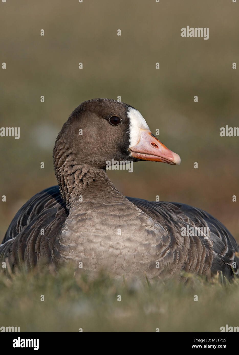 Kolgans anser albifrons whitefronted goose hi-res stock photography and ...
