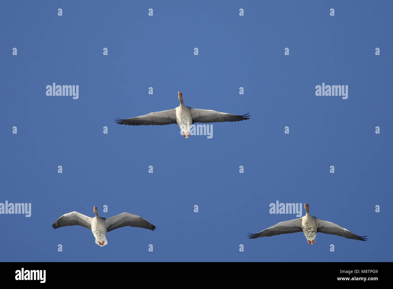 Flying goose grey hi-res stock photography and images - Alamy