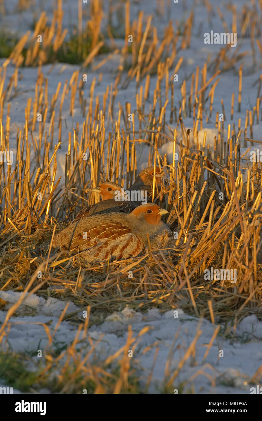 Grey Partridge group sitting in the snow; Patrijs groep zittend in de ...