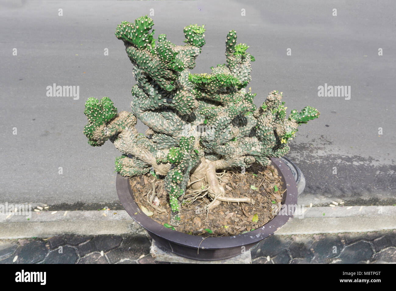 Closeup large green cactus in plant pot Stock Photo - Alamy