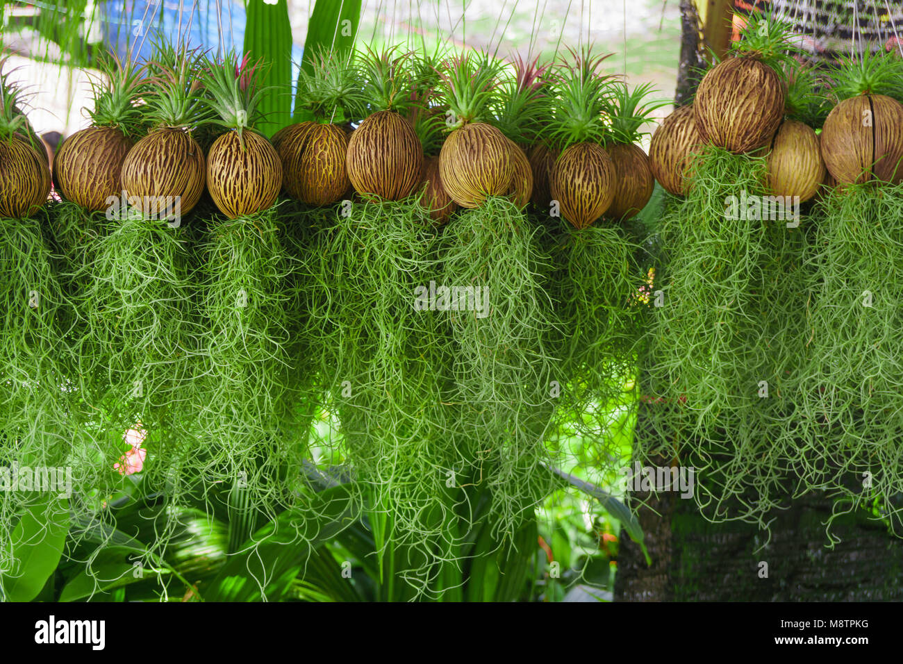 Beautiful spanish moss hi-res stock photography and images - Alamy