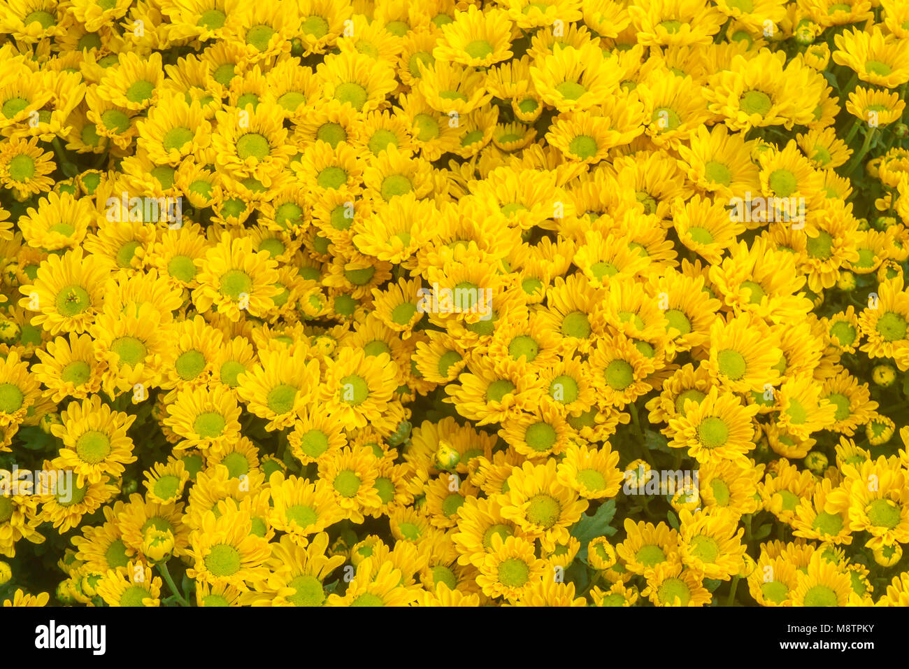 Group of bright yellow flower as blackground and texture Stock Photo ...