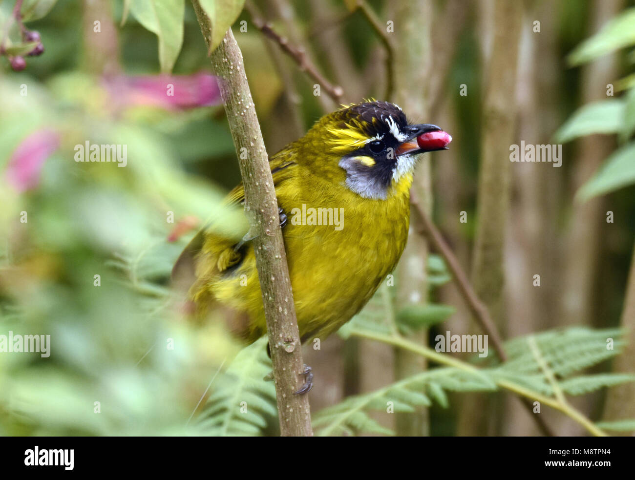 Yellow-throated Bulbul, bird of thornscrub of south India Stock Photo ...
