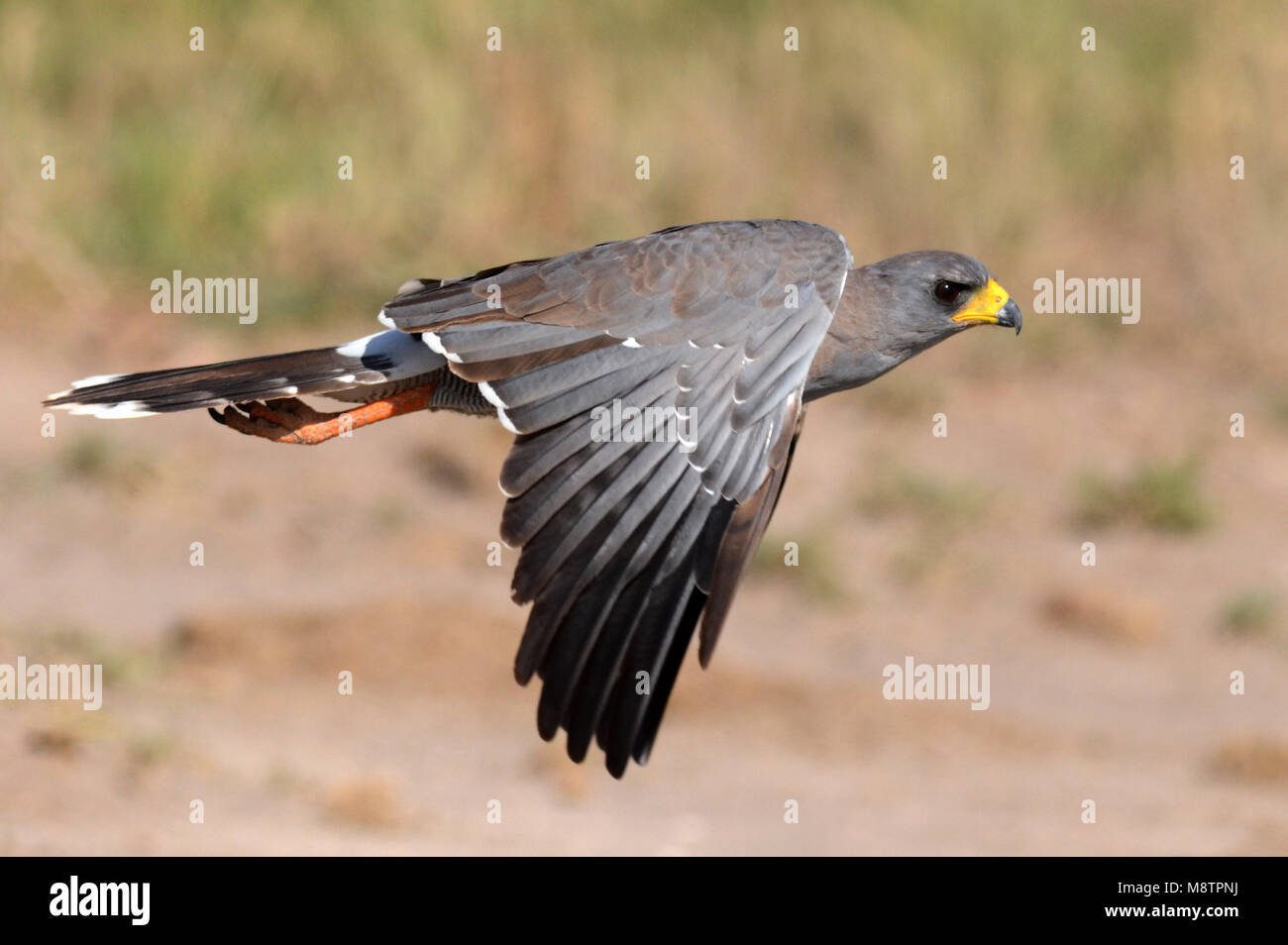 Bleke zanghavik, Eastern Chanting Goshawk, Melierax poliopterus Stock ...