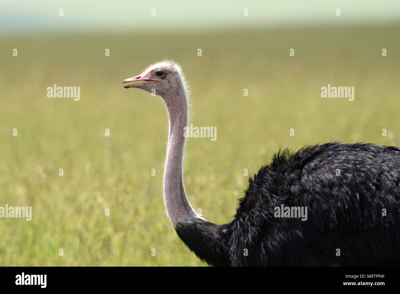 Ostrich and man hi-res stock photography and images - Alamy
