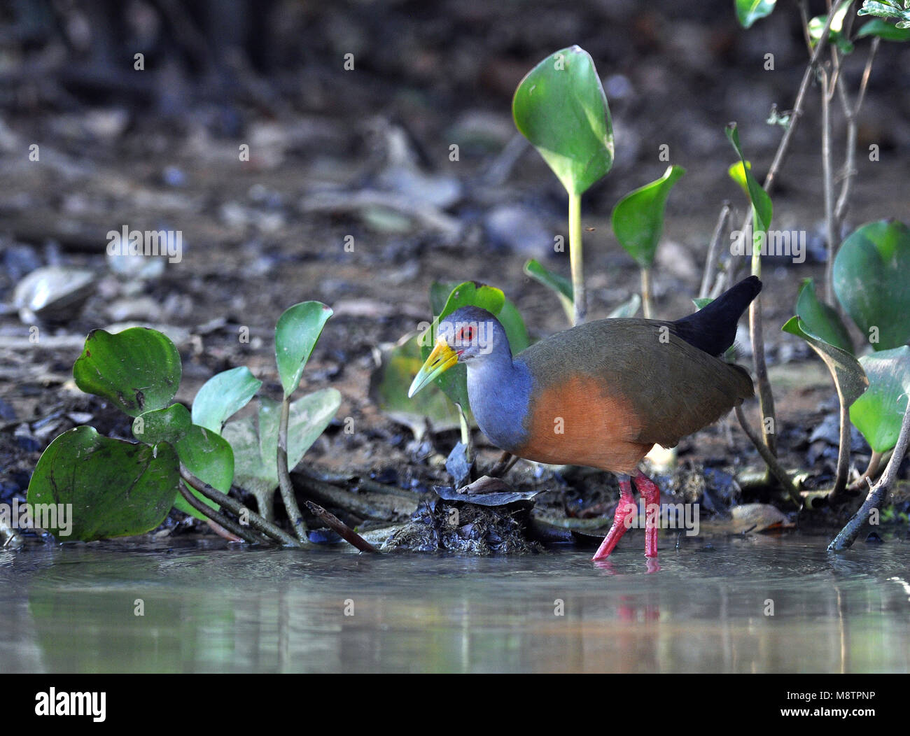 Pantanal bird hi-res stock photography and images - Alamy