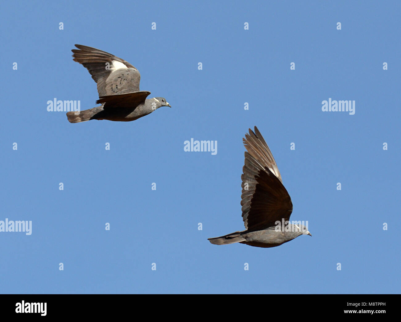 Witkraagduif, White-collared Pigeon, Columba albitorques Stock Photo ...