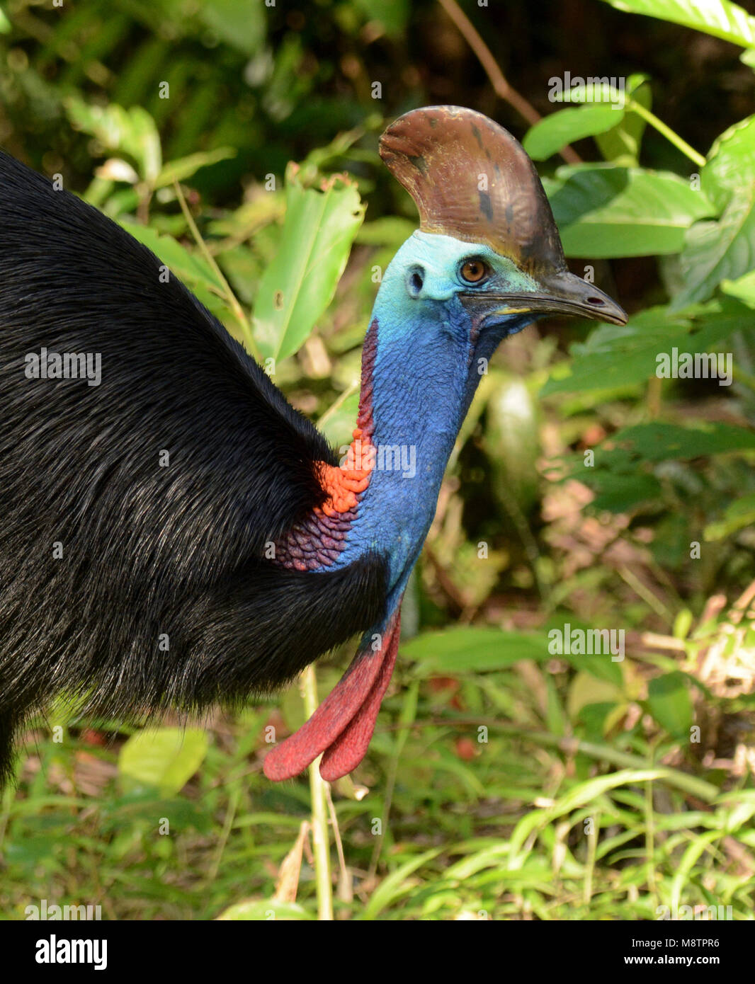 Southern cassowary casuarius hi-res stock photography and images - Alamy