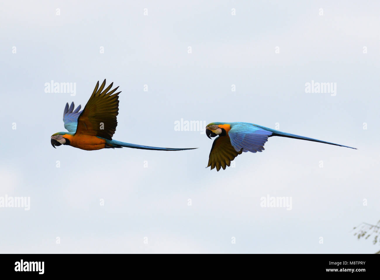 Blue yellow macaws flight hi-res stock photography and images - Alamy