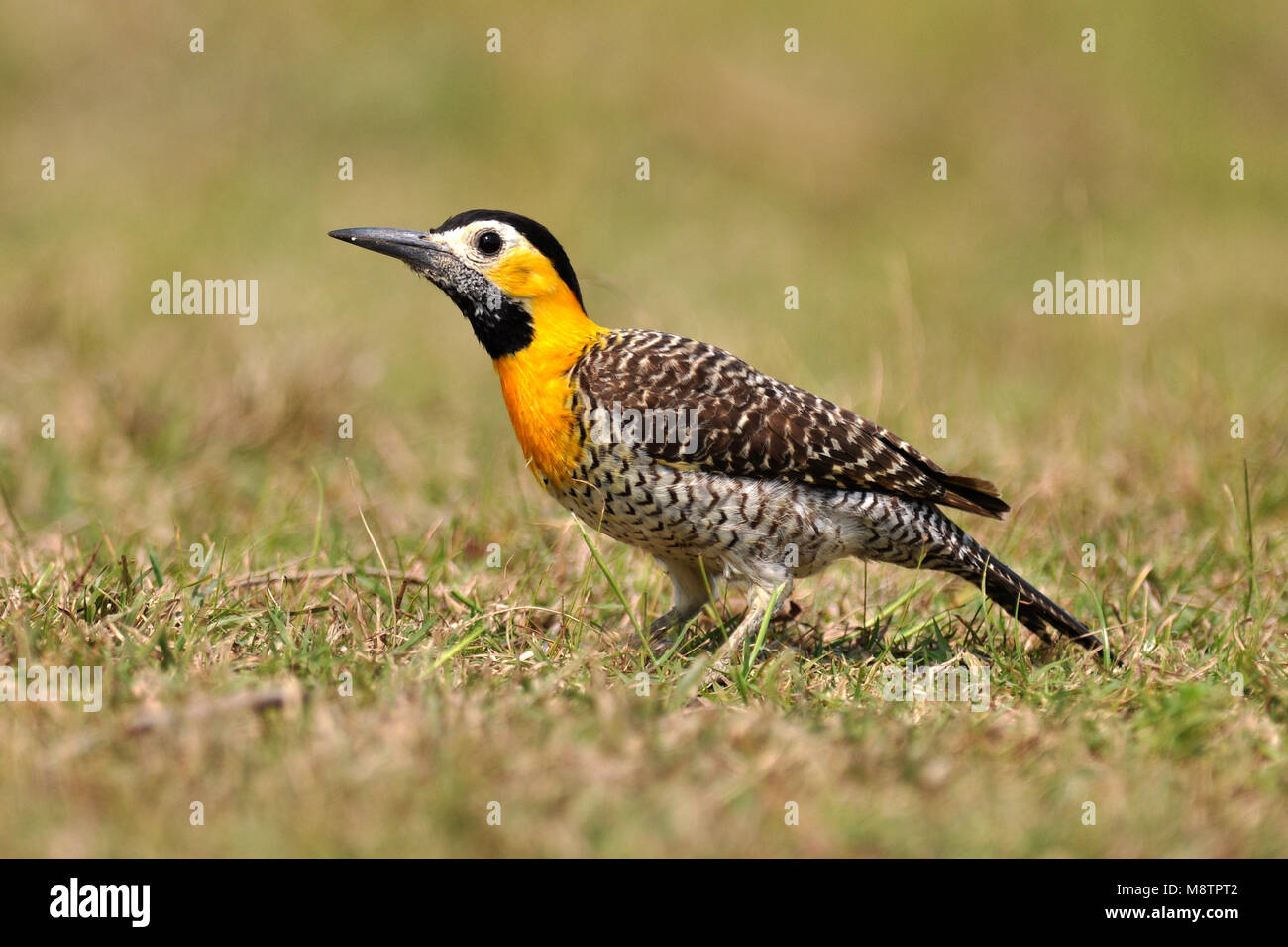 Campo tropical hi-res stock photography and images - Alamy