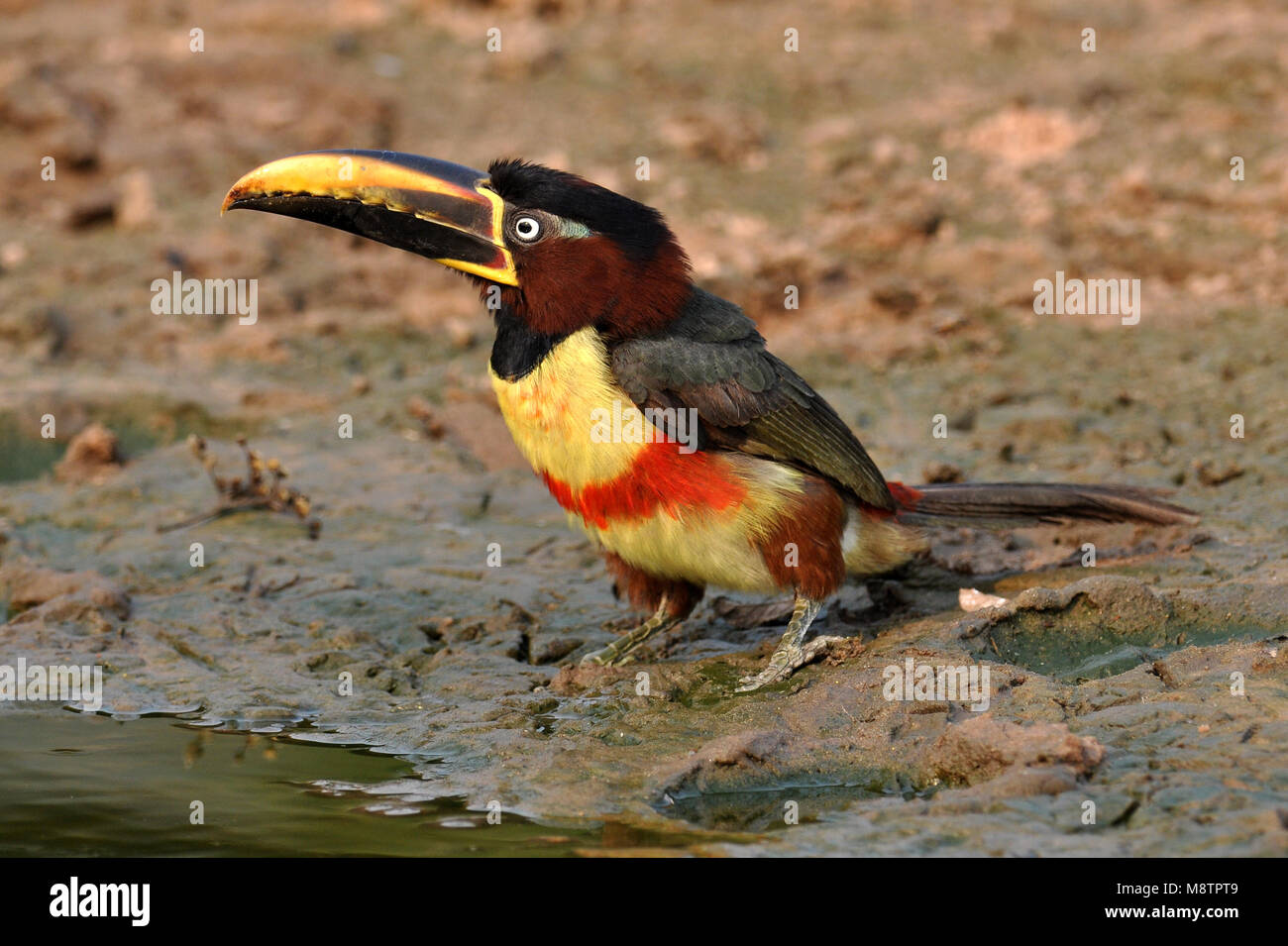 Chestnut-eared Aracari in the Pantanal, Brazil Stock Photo - Alamy