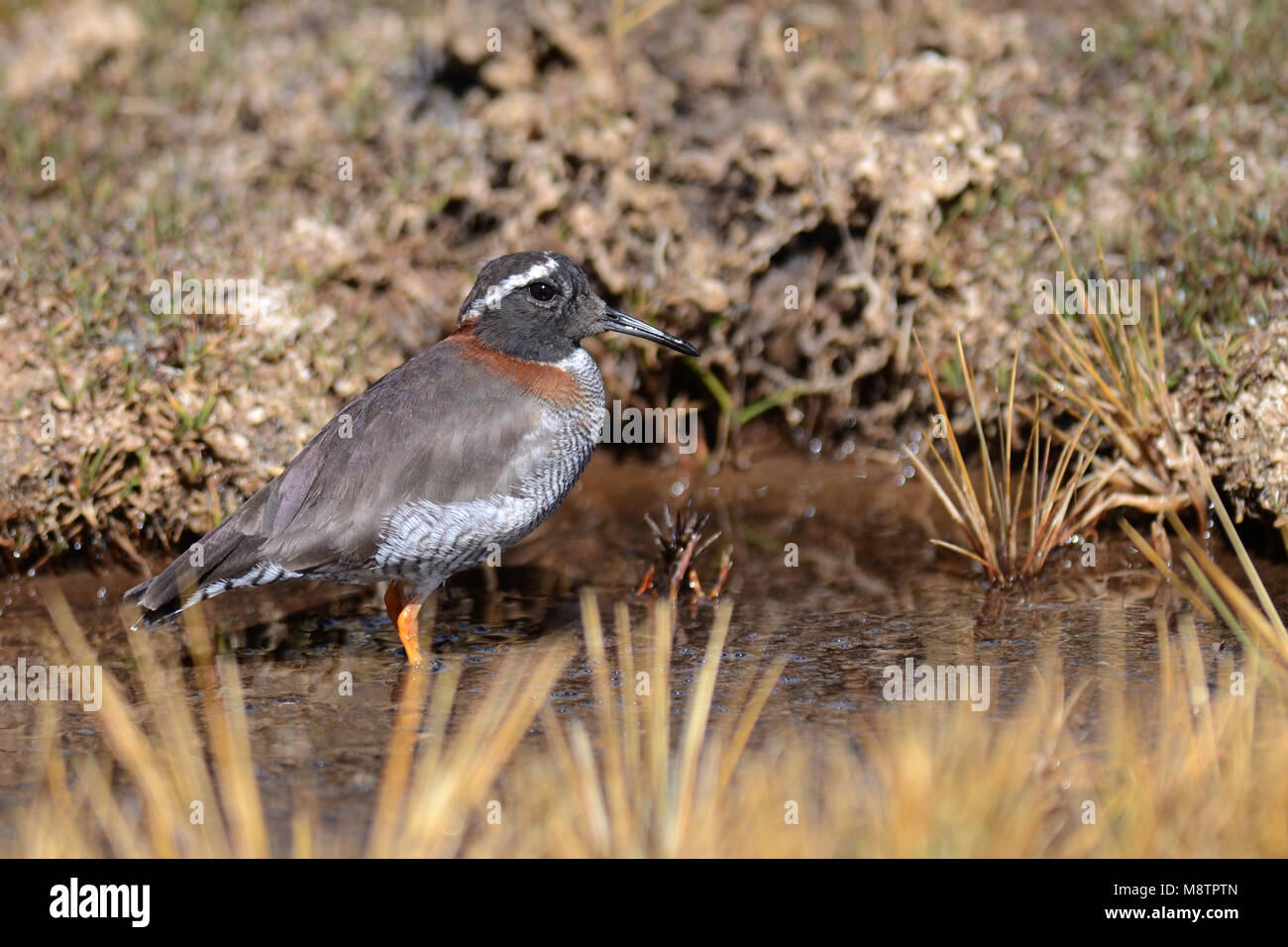 Diademed Sandpiper-Plover in Peru Stock Photo - Alamy