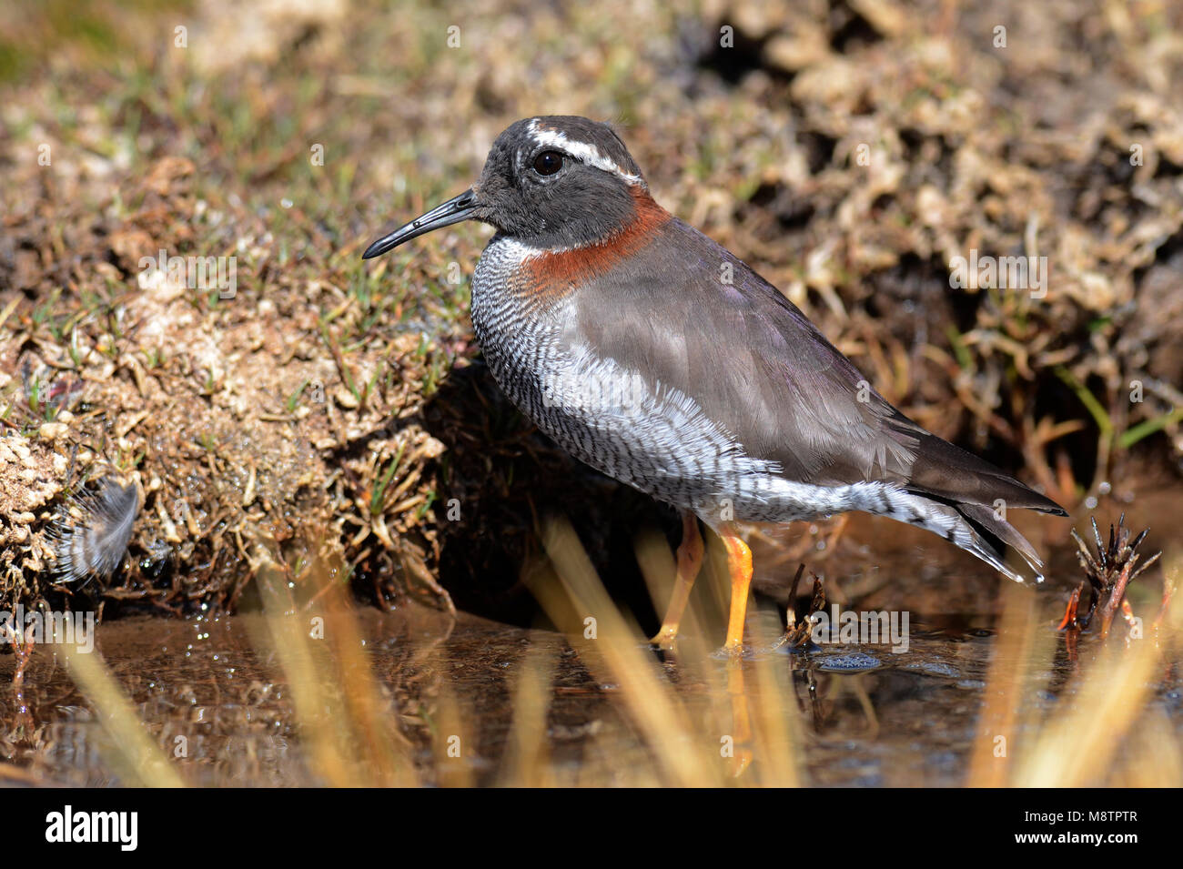 Diademed sandpiper plover hi-res stock photography and images - Alamy