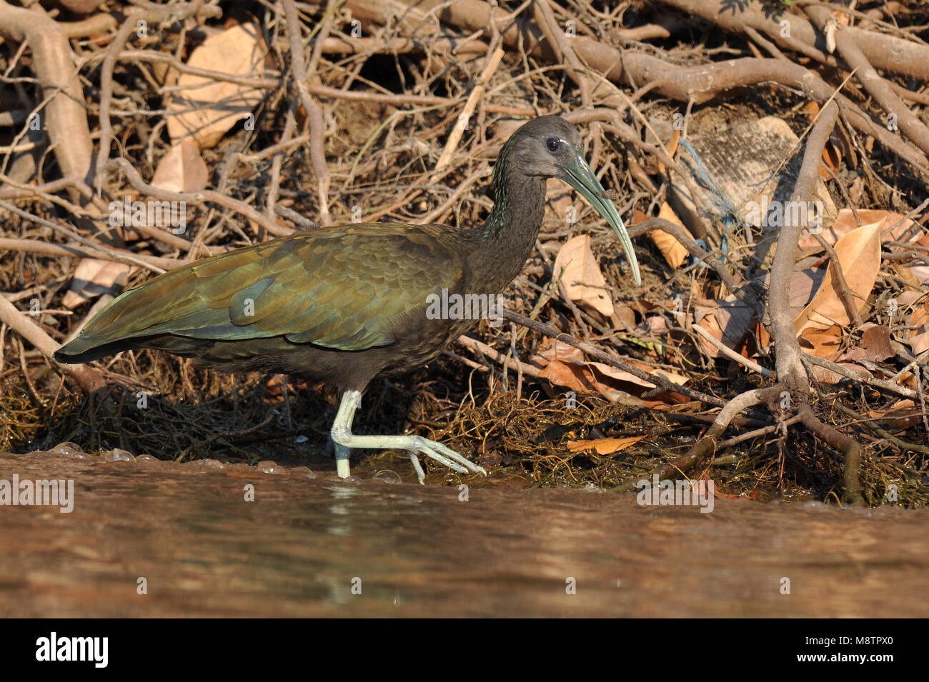 Groene ibis hi-res stock photography and images - Alamy