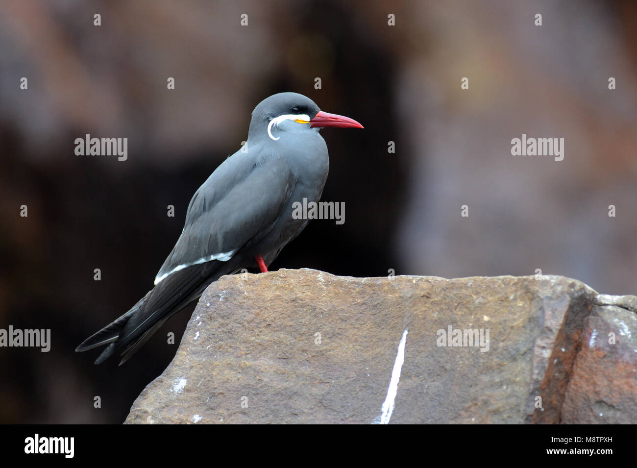 Stern peru hi-res stock photography and images - Alamy