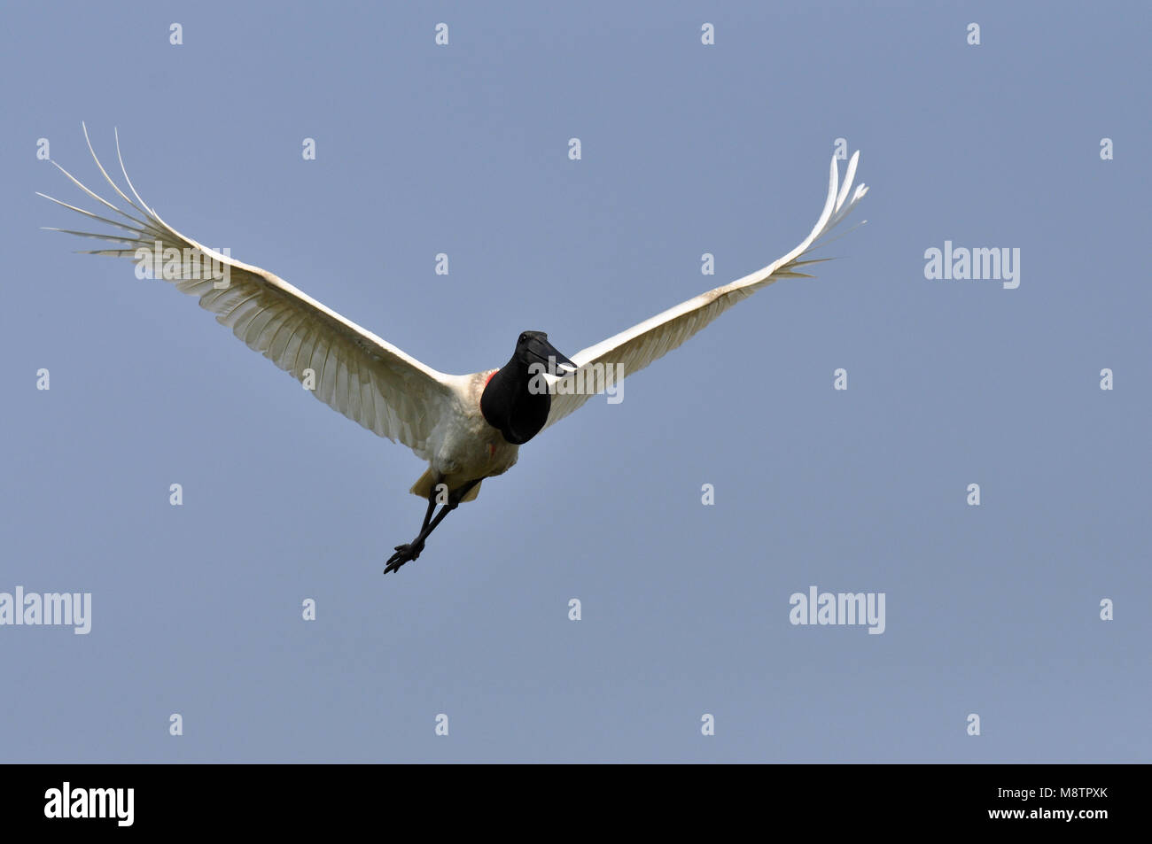 Jabiru jabiru hi-res stock photography and images - Alamy
