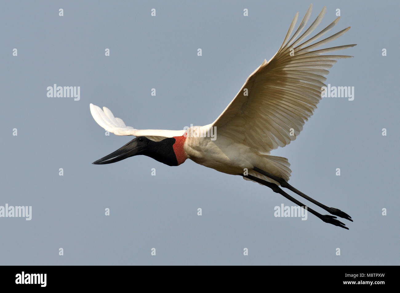 Flying jabiru hi-res stock photography and images - Alamy