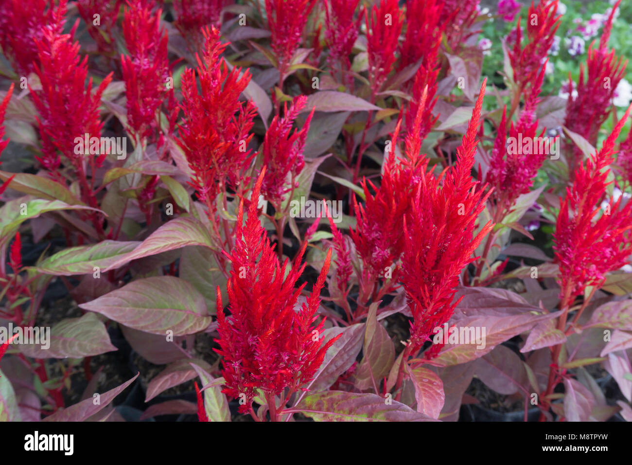 Group of red cockscomb flower as blackground Stock Photo - Alamy